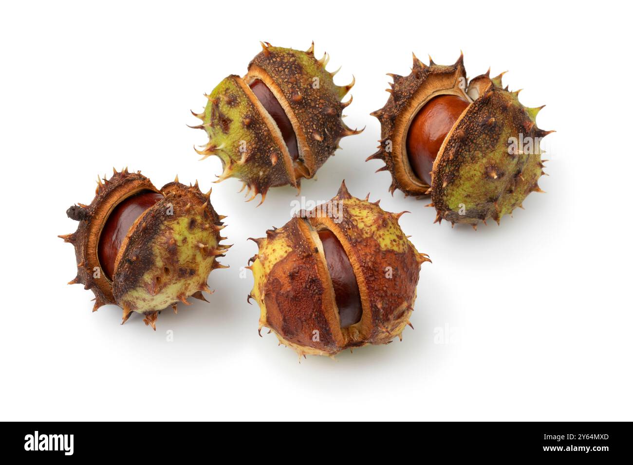 Group of Horse chestnuts in a prickly shell, Aesculus hippocastanum ...