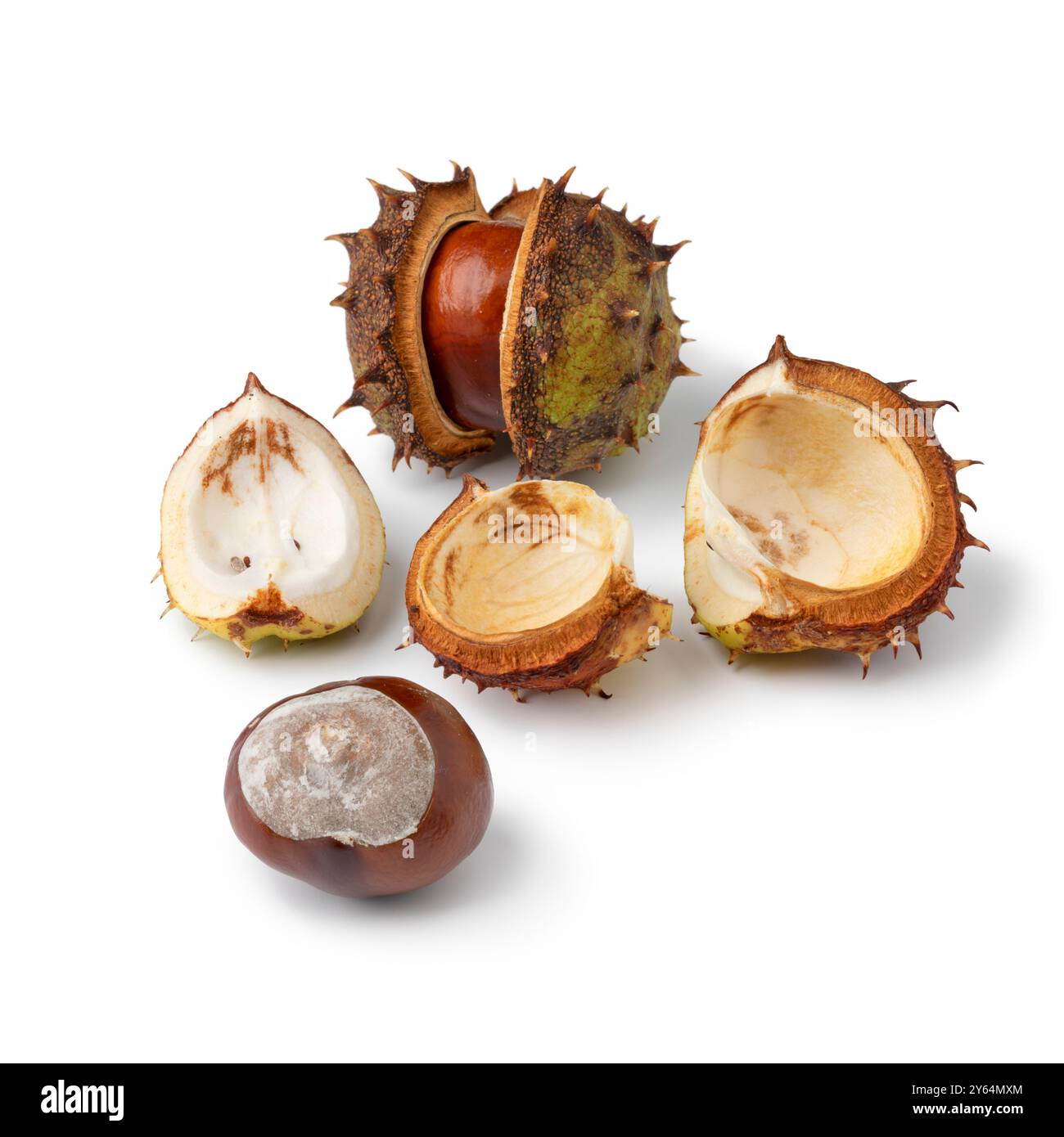 Horse chestnut and shells, Aesculus hippocastanum, close up isolated on ...