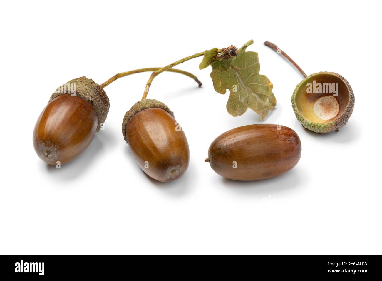Brown autumn oak nuts and cupule close up isolated on white background ...