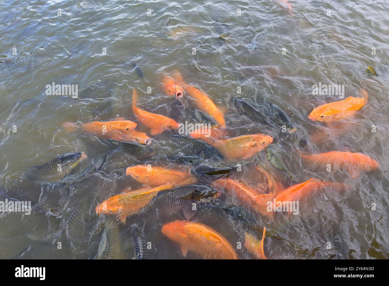 Fish aquaculture system hi-res stock photography and images - Alamy