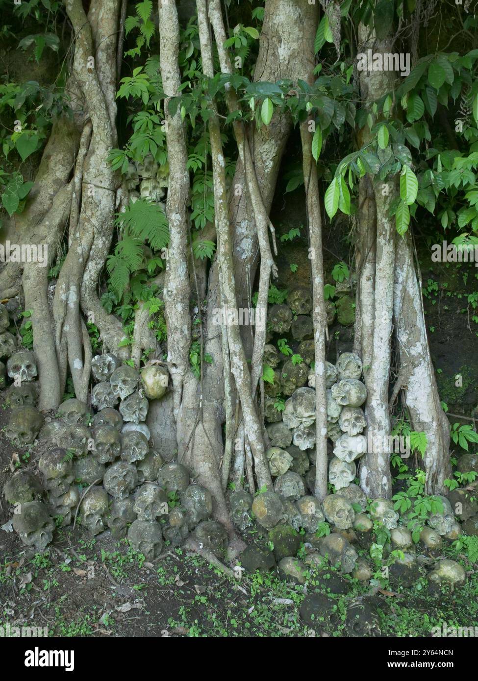 Pile of human skulls modelled of stone among tree roots. Location ...