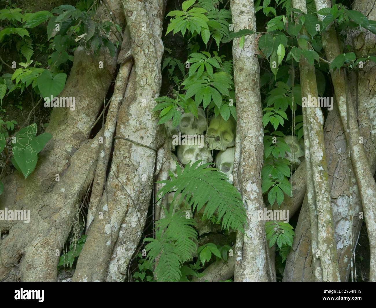 Human skulls among greenery behind exposed tree roots. Location ...
