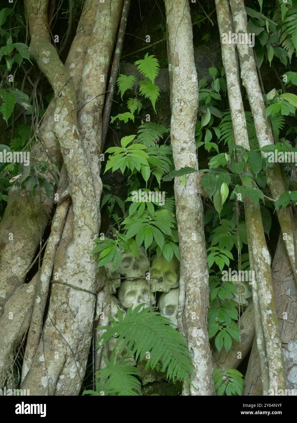 Human skulls hidden behind tree roots and jungle greenery. Location ...
