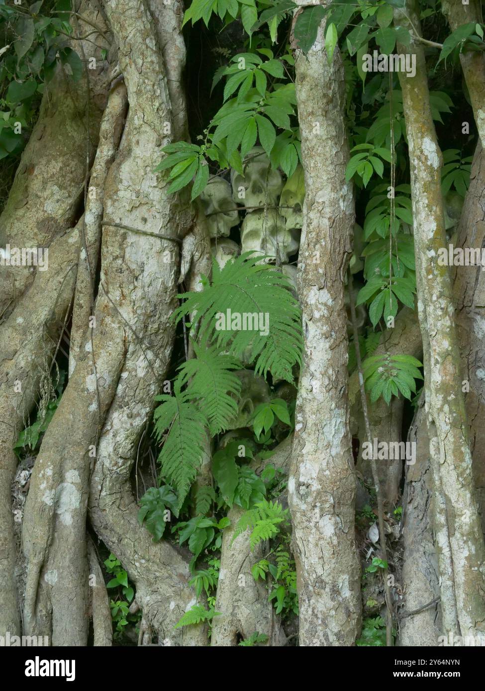 Human skulls hiding in jungle greenery among tree roots. Location ...