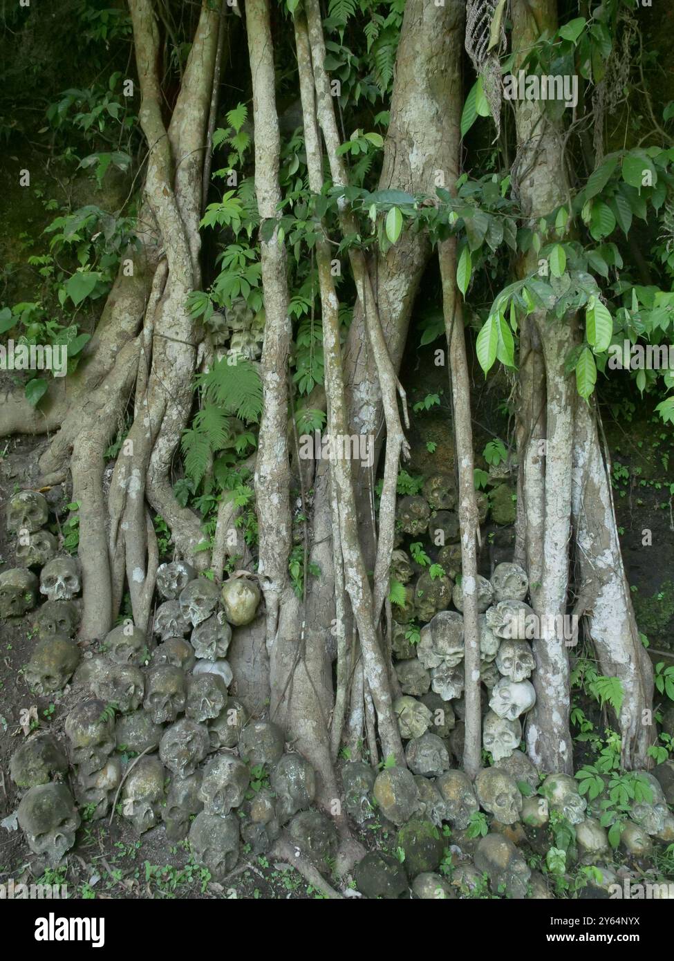 Pile of human skulls modelled of stone among and behind tree roots ...
