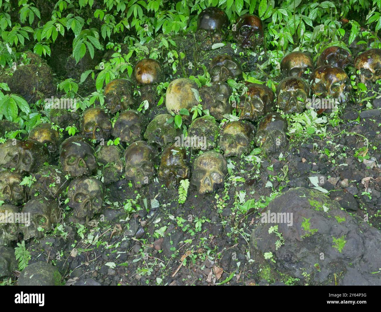 Human skulls covered with moss and vegetation debris becoming part of ...