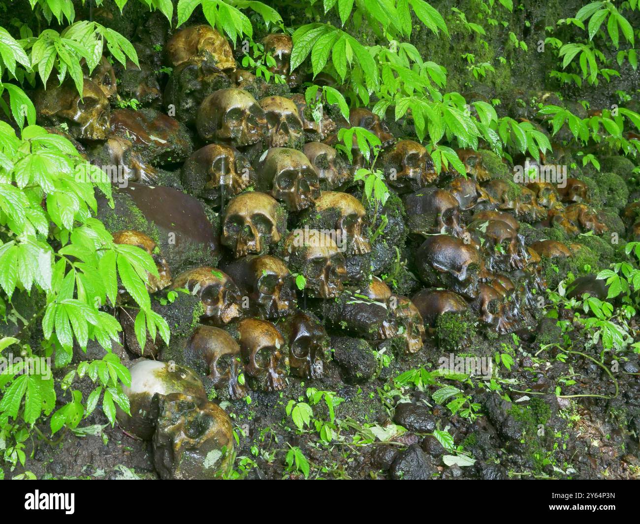 Eroding human skulls covered with moss and jungle debris becoming part ...