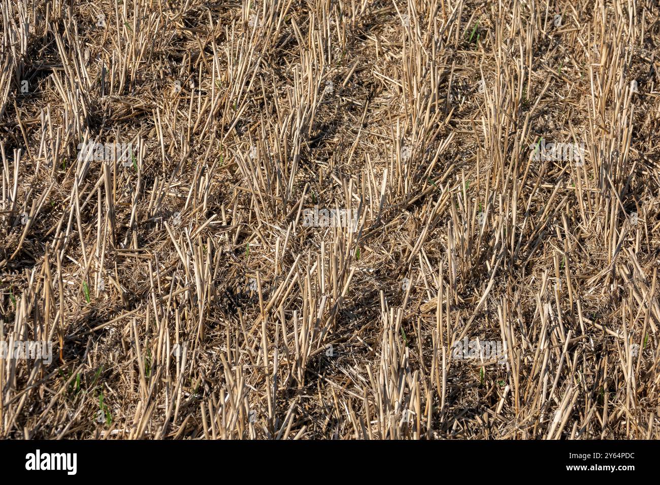 Close up area of recently cut wheat crop leaving stubble Stock Photo ...