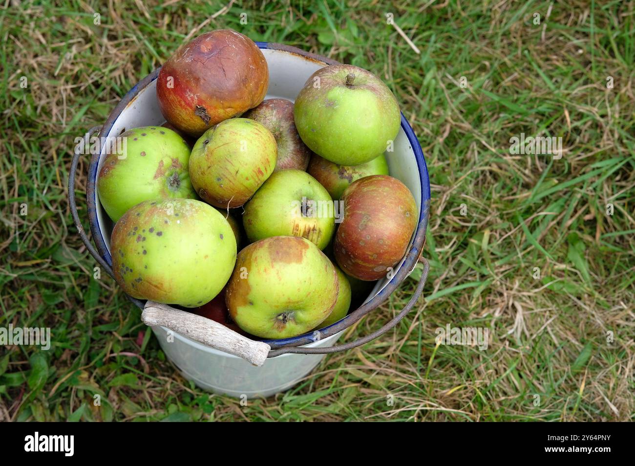 green cooking apples in vintage metal bucket on grass background Stock ...