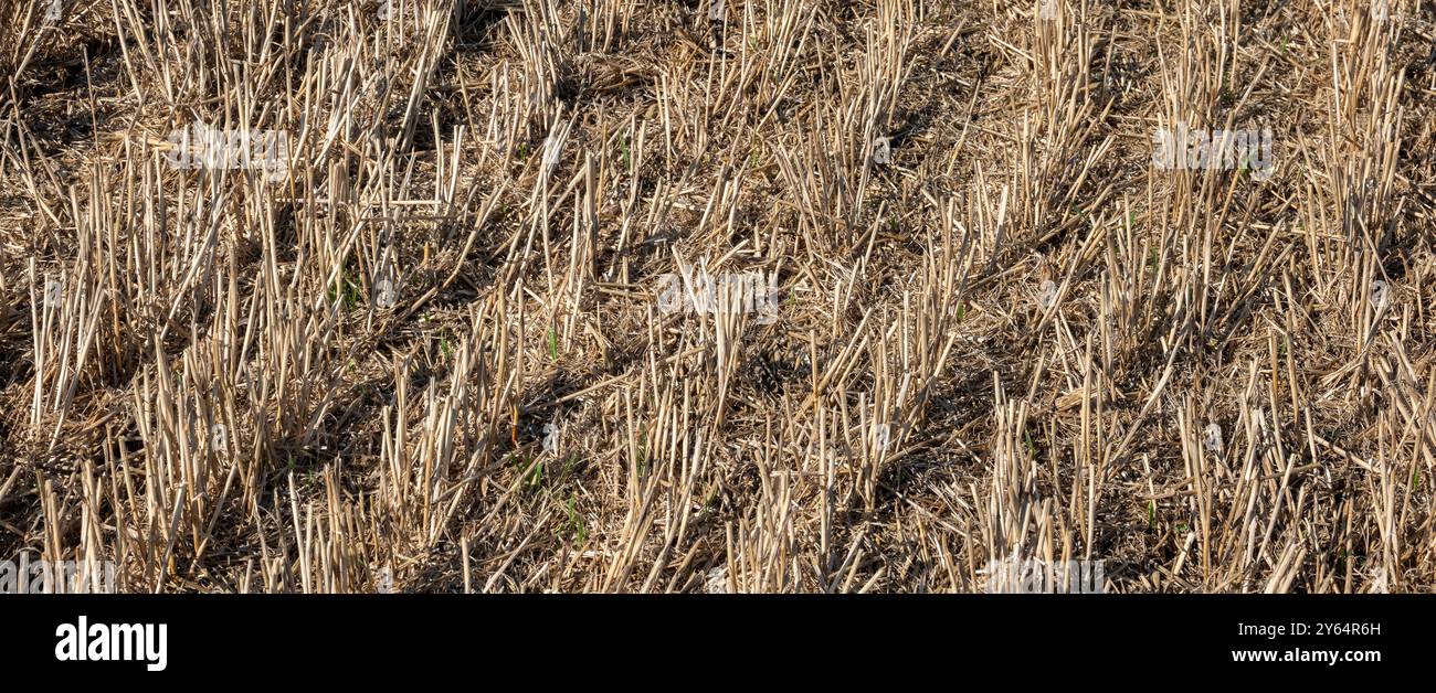 Close up area of recently cut wheat crop leaving stubble Stock Photo ...