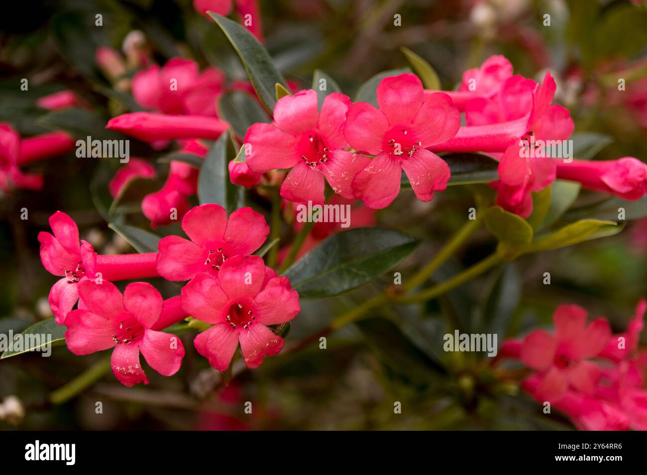 Trusses of deep pink flowers of Vireya rhododendron bush in sub ...