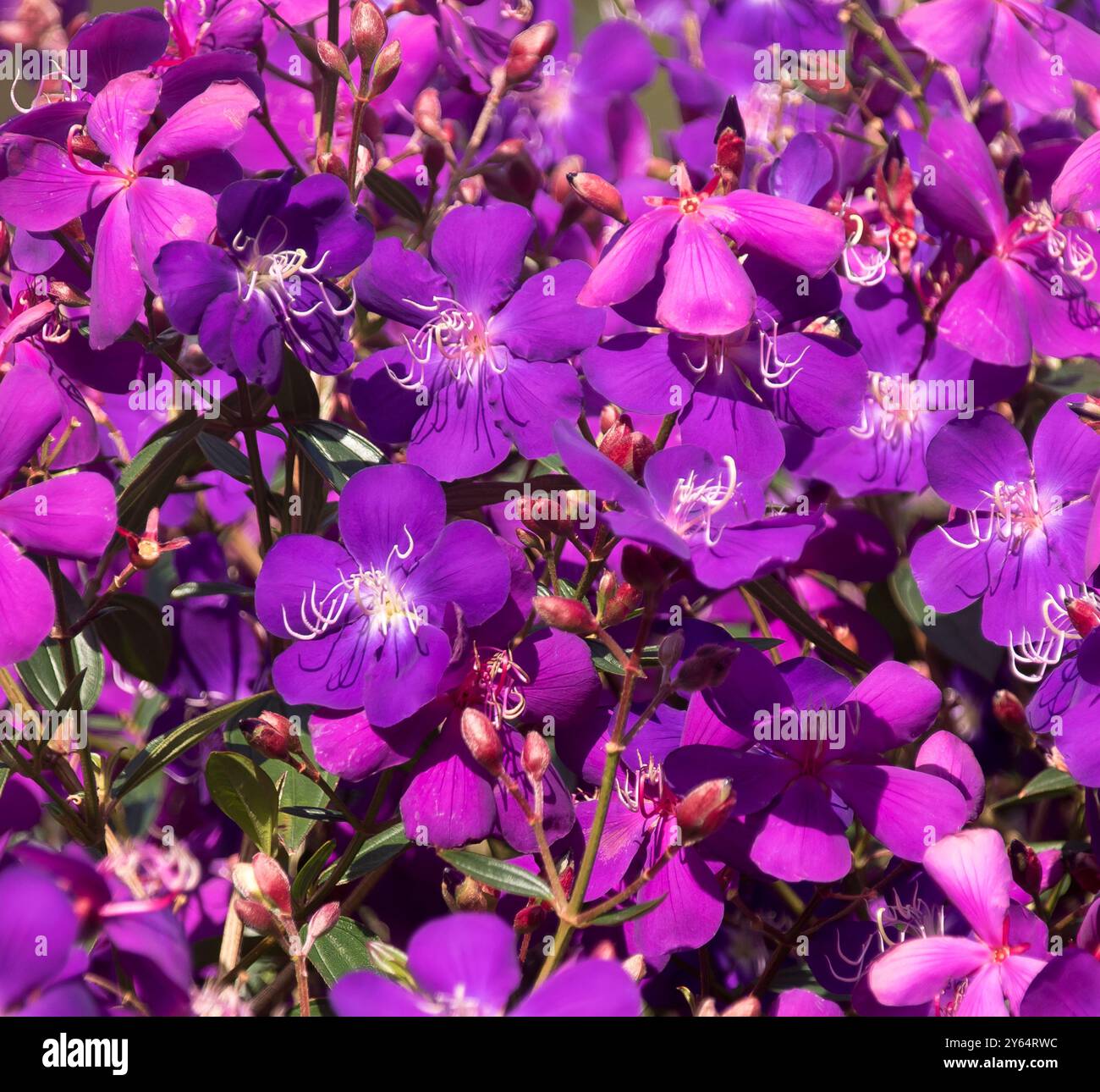 Bright purple flowes of Tibouchina granulosa, Tibouchina ‘Alstonville ...
