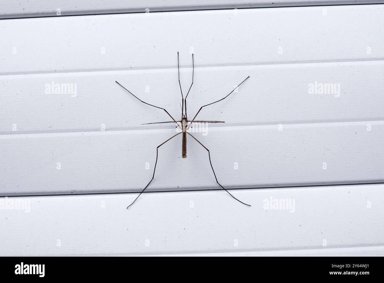 Crane fly on white door Stock Photo - Alamy