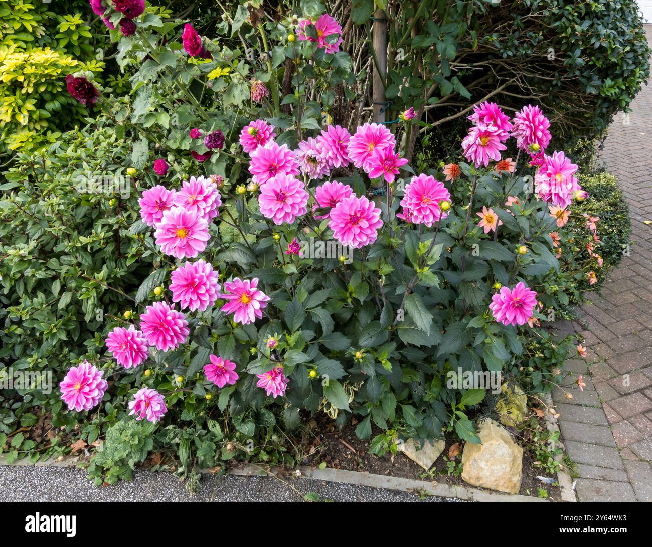 Pink Dahlia bush Stock Photo - Alamy