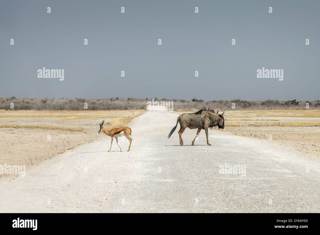 Springbock and whildebeest (or gnu) antelopes crossing a gravel road in ...