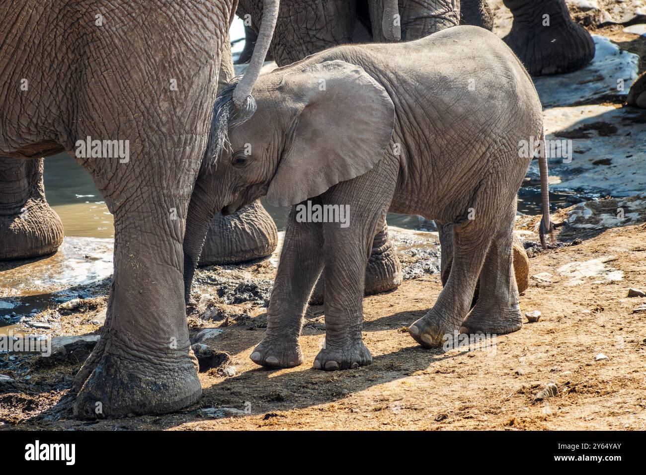 Close up portrait of a baby elephant calf drinking at Halali waterhole ...