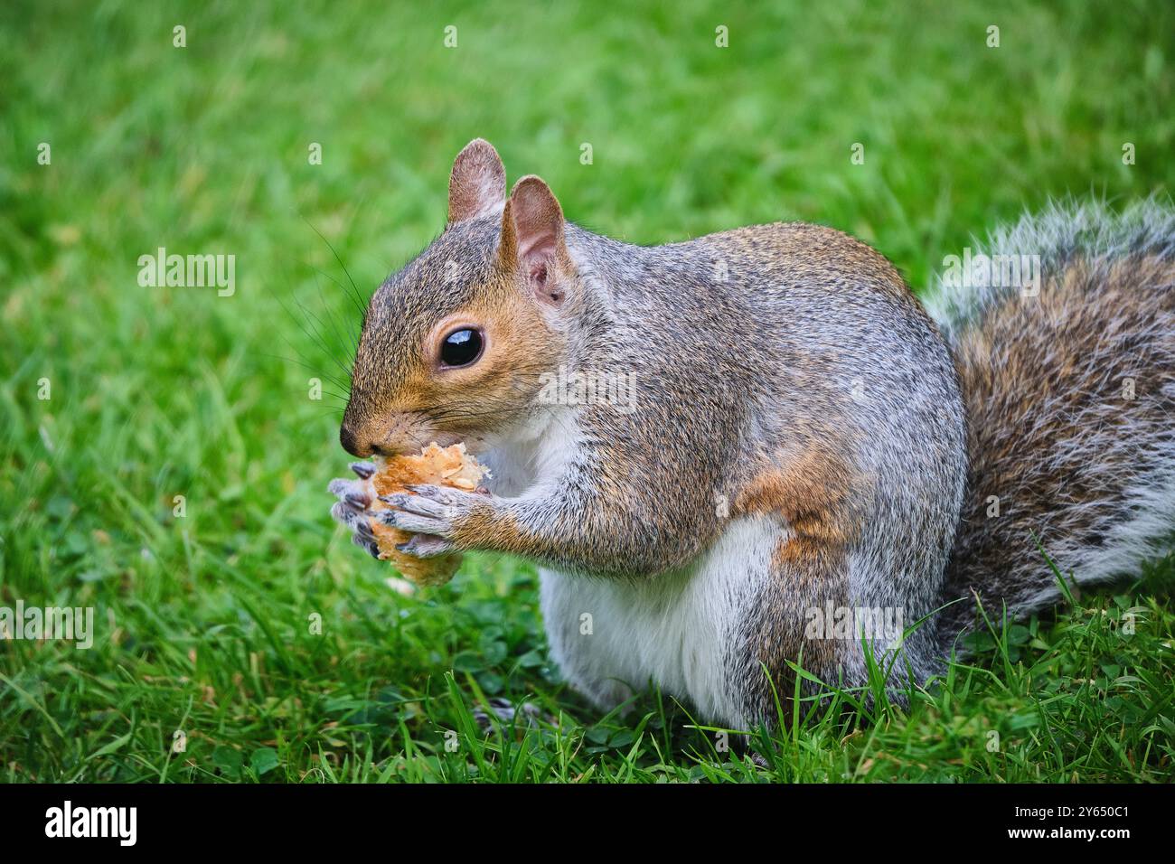 Squirrels eating bread Stock Photo - Alamy