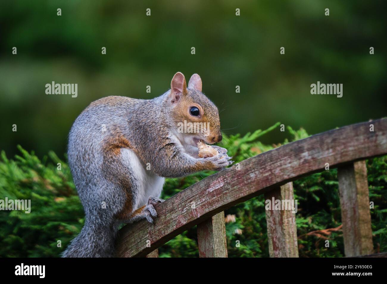 Pest eating birds hi-res stock photography and images - Alamy