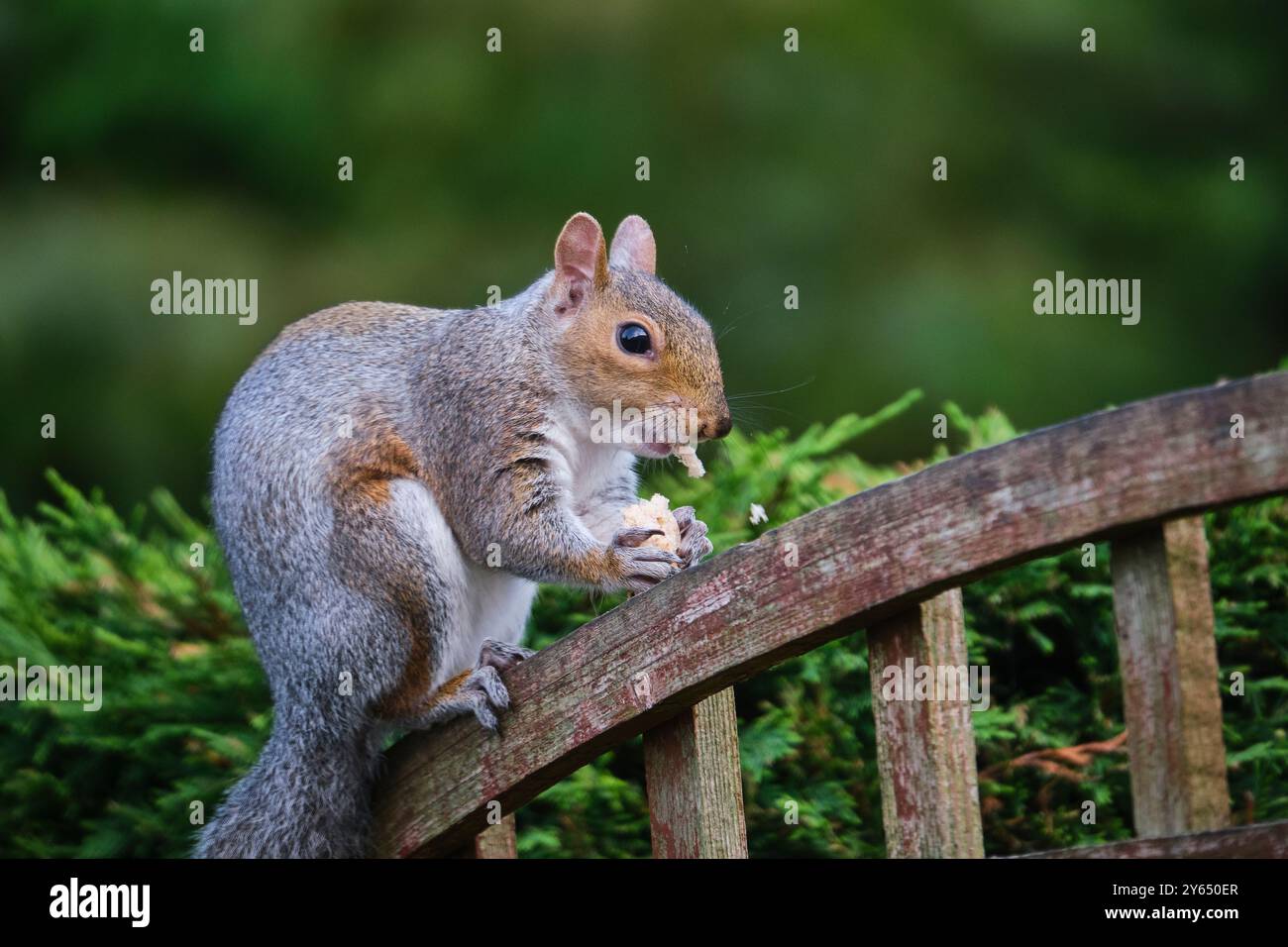 Squirrels on trail hi-res stock photography and images - Alamy