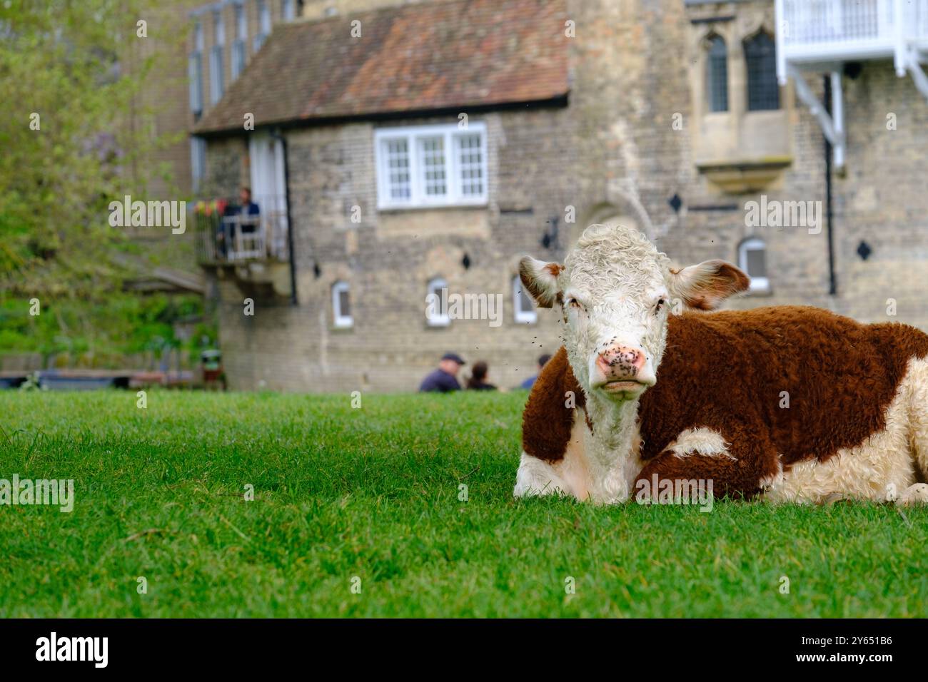 A grazing cow resting by the River Cam in central Cambridge, England ...