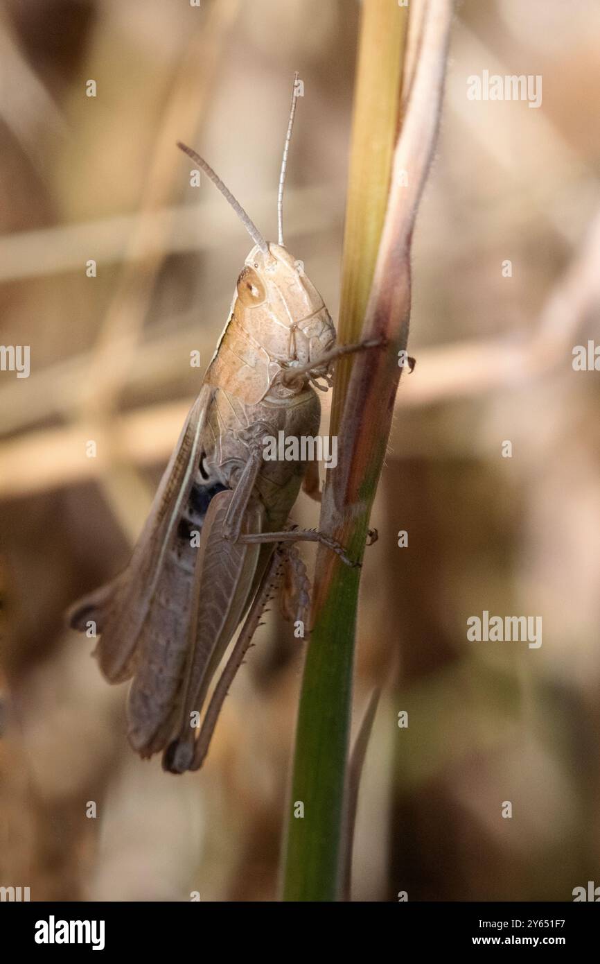 A brown meadow grasshopper basking in the summer heat Stock Photo - Alamy