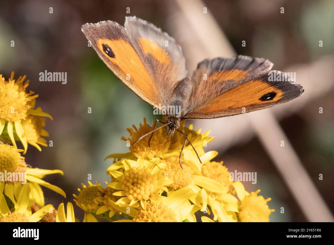 Macro photograph of a brown meadow butterfly pollenating some yellow ...