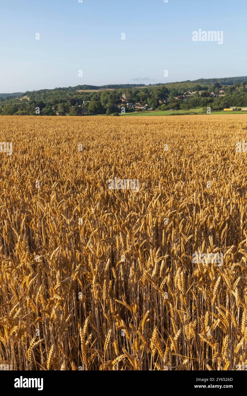 England, Kent, Elham Valley, Wheat Fields Stock Photo - Alamy