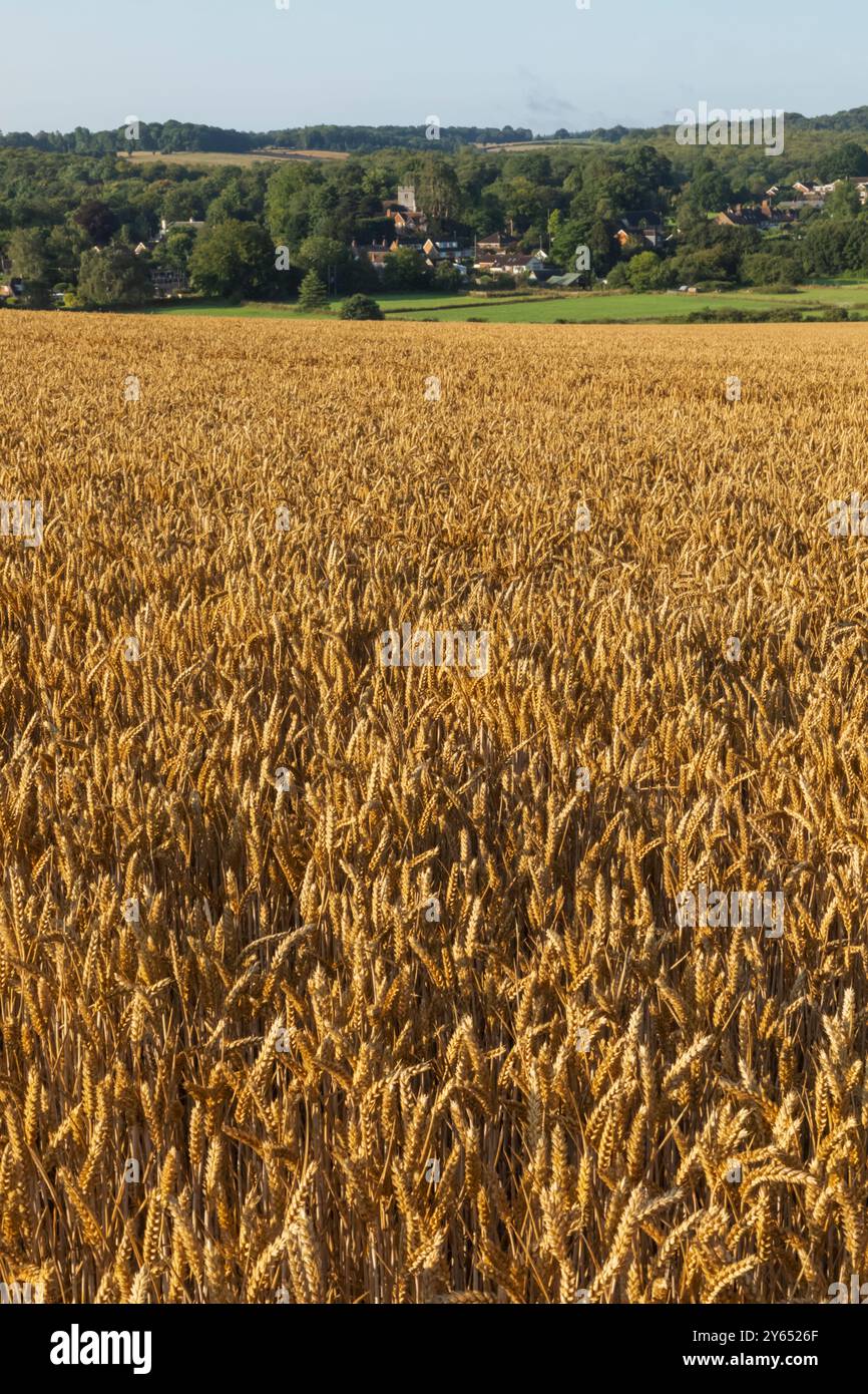 England, Kent, Elham Valley, Wheat Fields Stock Photo - Alamy
