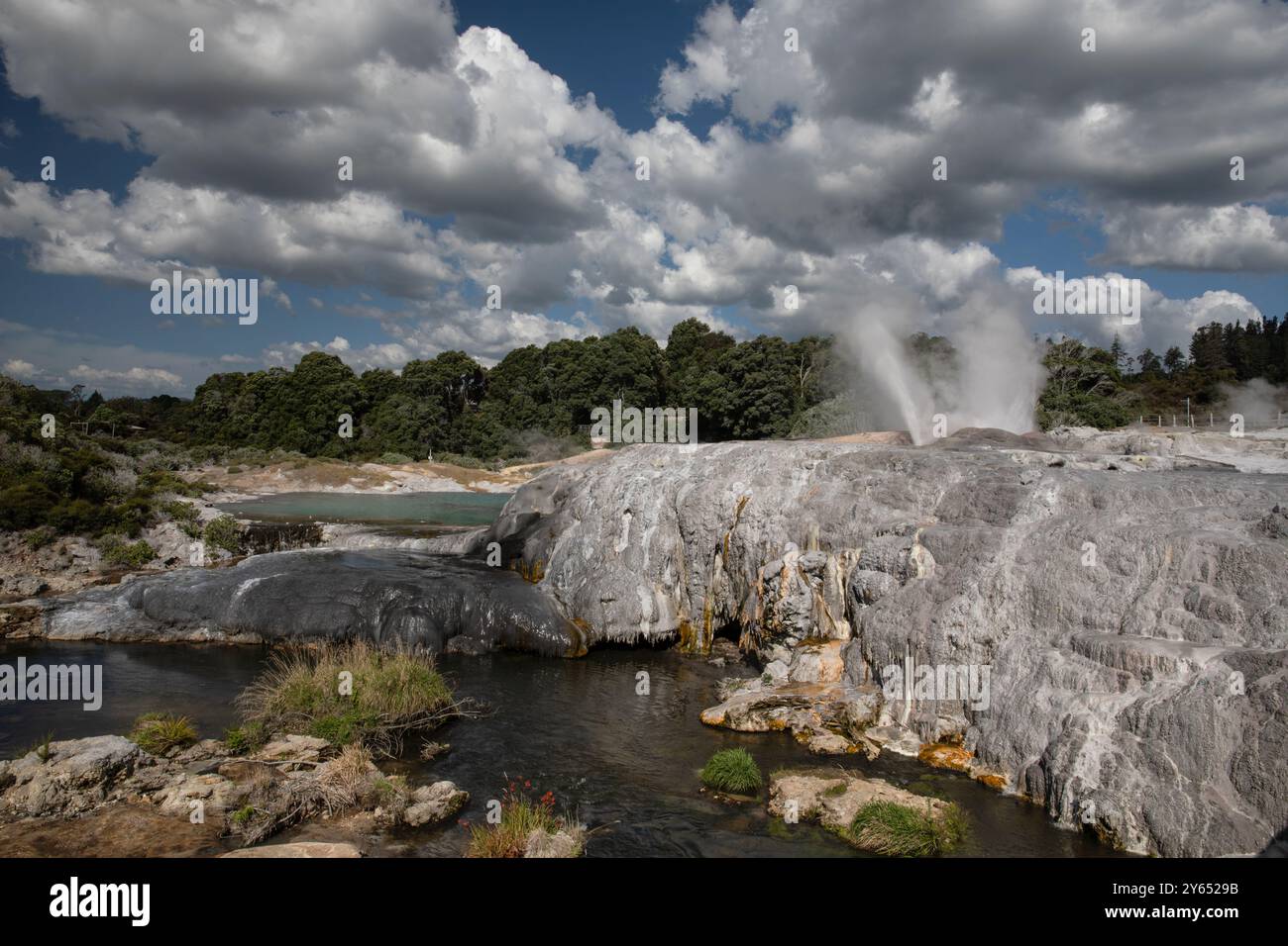 A geyser is visible in geothermal Te Puia in Rotorua Stock Photo - Alamy