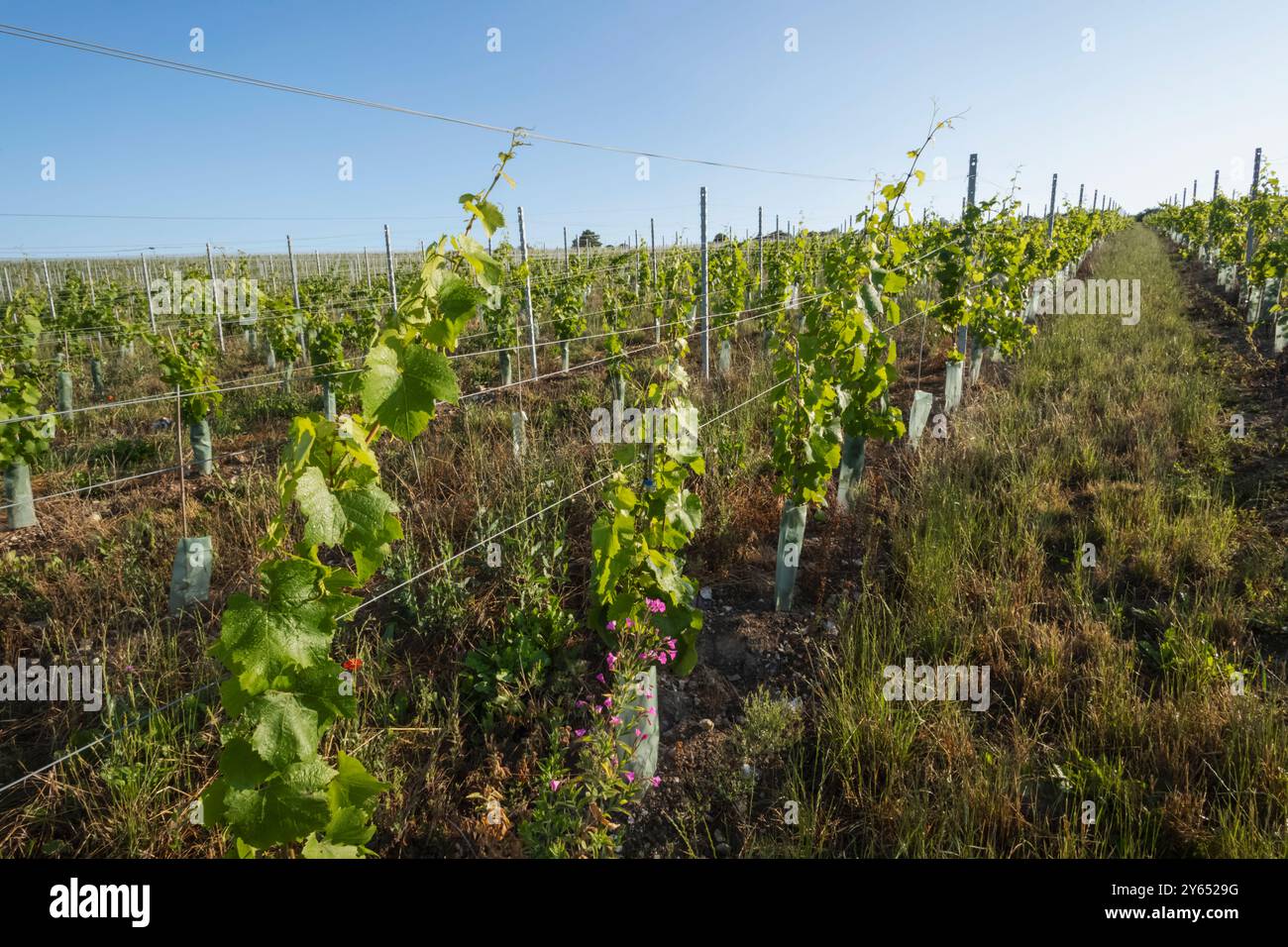 England, Kent, Elham Valley, Fields of Grapevines Stock Photo - Alamy