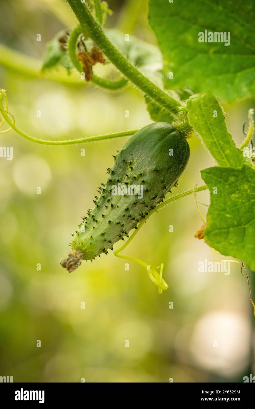 Small green cucumber hanging from plant in garden Stock Photo - Alamy