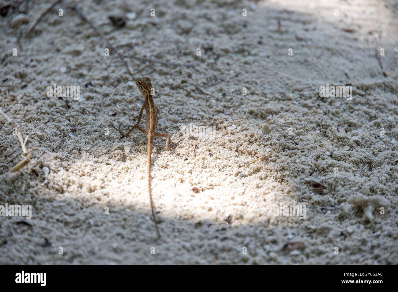 A small lizard standing on sandy ground, illuminated by sunlight. The ...