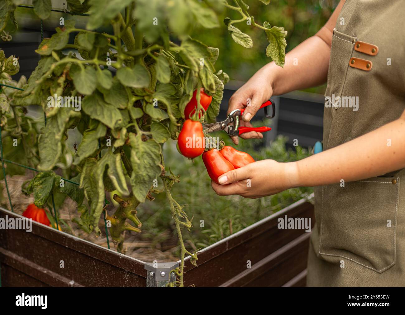 Farmer is picking tomatoes from the vine in a garden, using gardening shears Stock Photo - Alamy