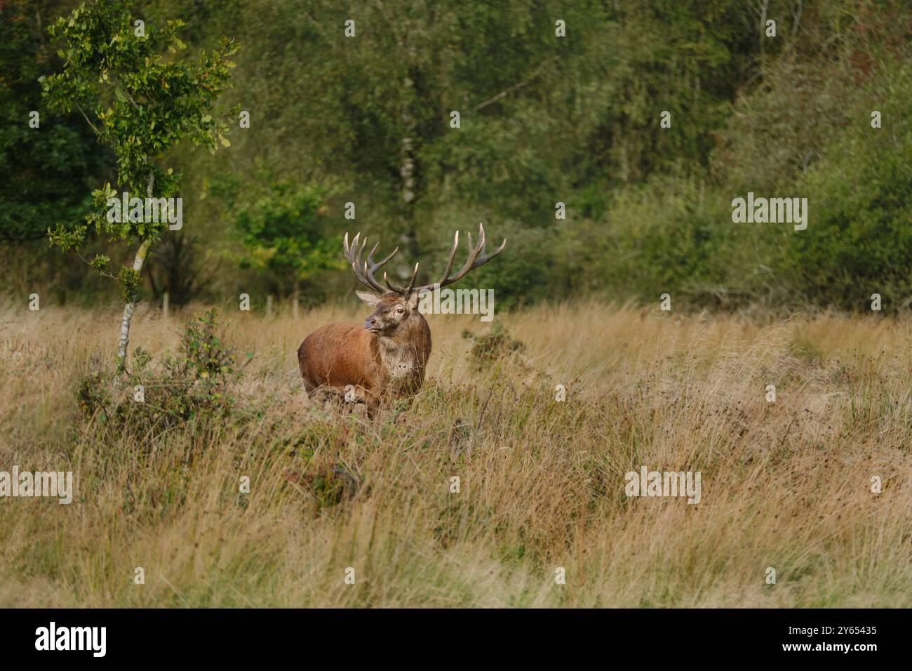 Wild Stag and Deer Stock Photo - Alamy