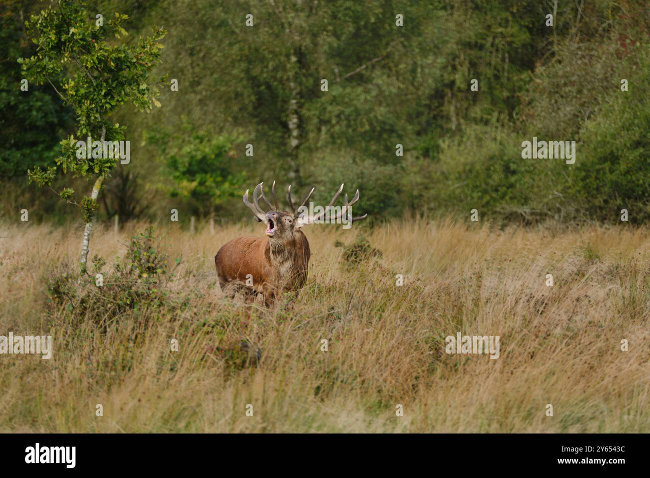 Wild Stag and Deer Stock Photo - Alamy