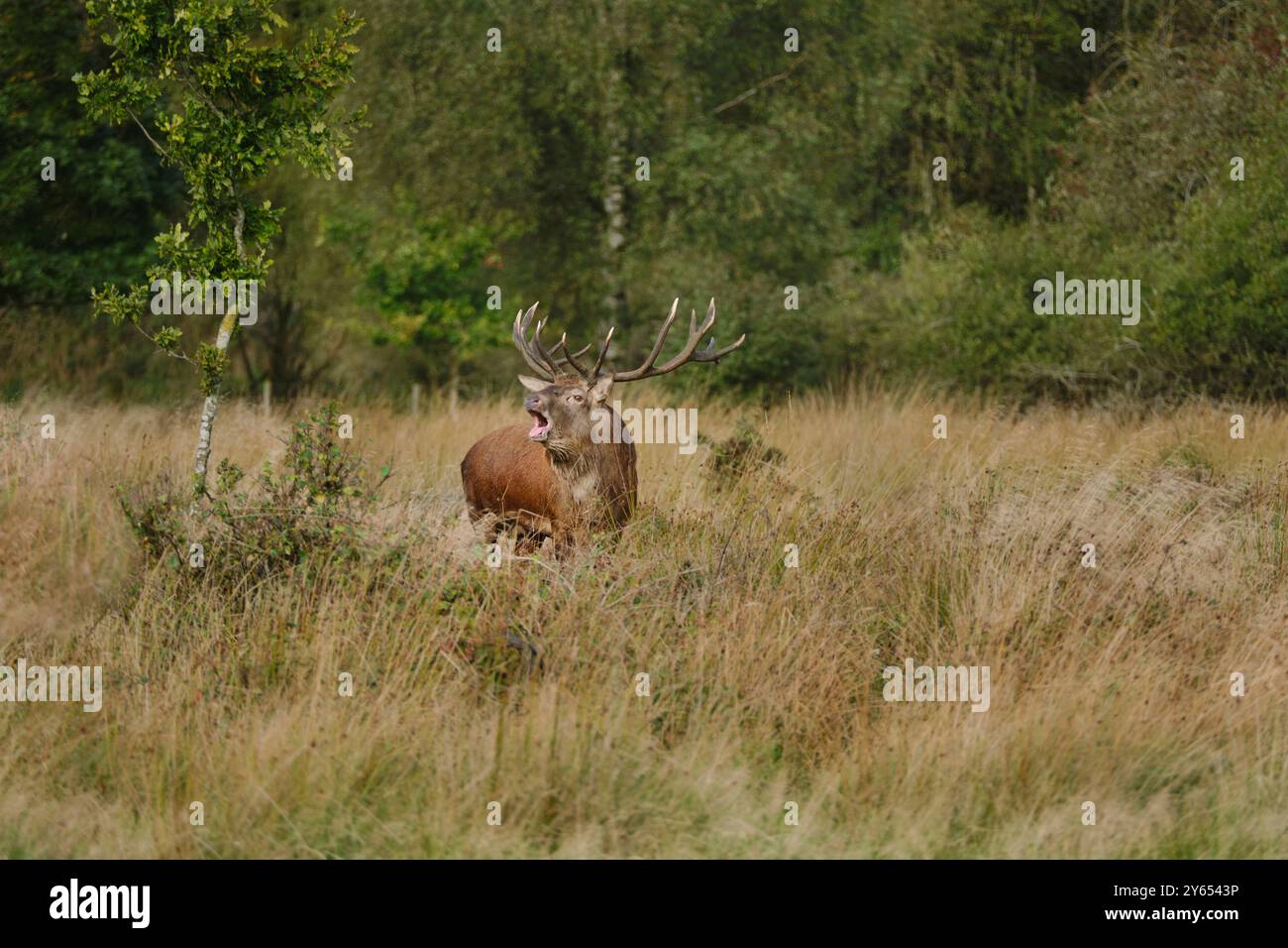 Wild Stag and Deer Stock Photo - Alamy