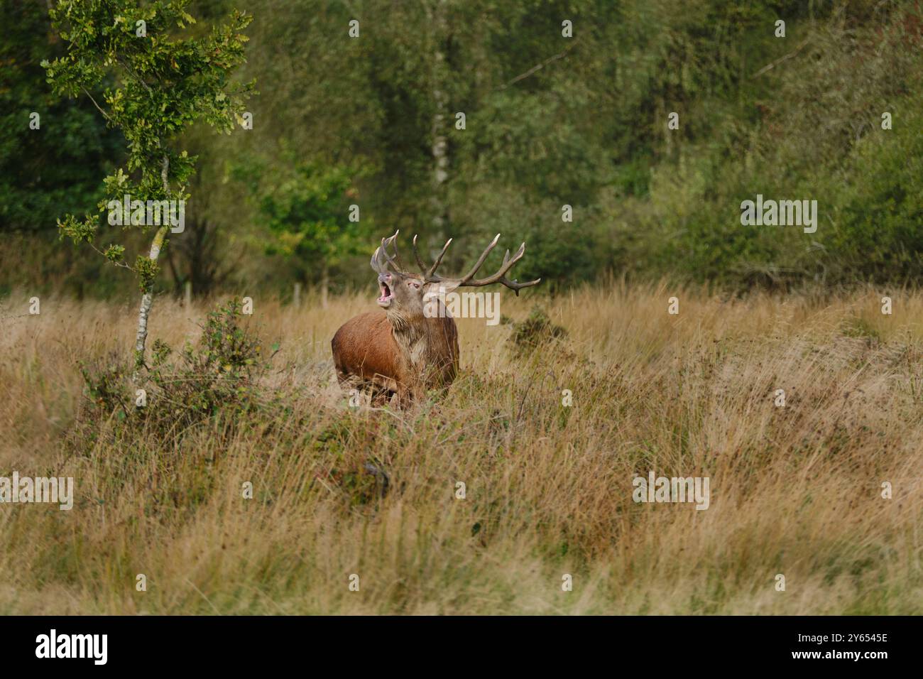 Wild Stag and Deer Stock Photo - Alamy