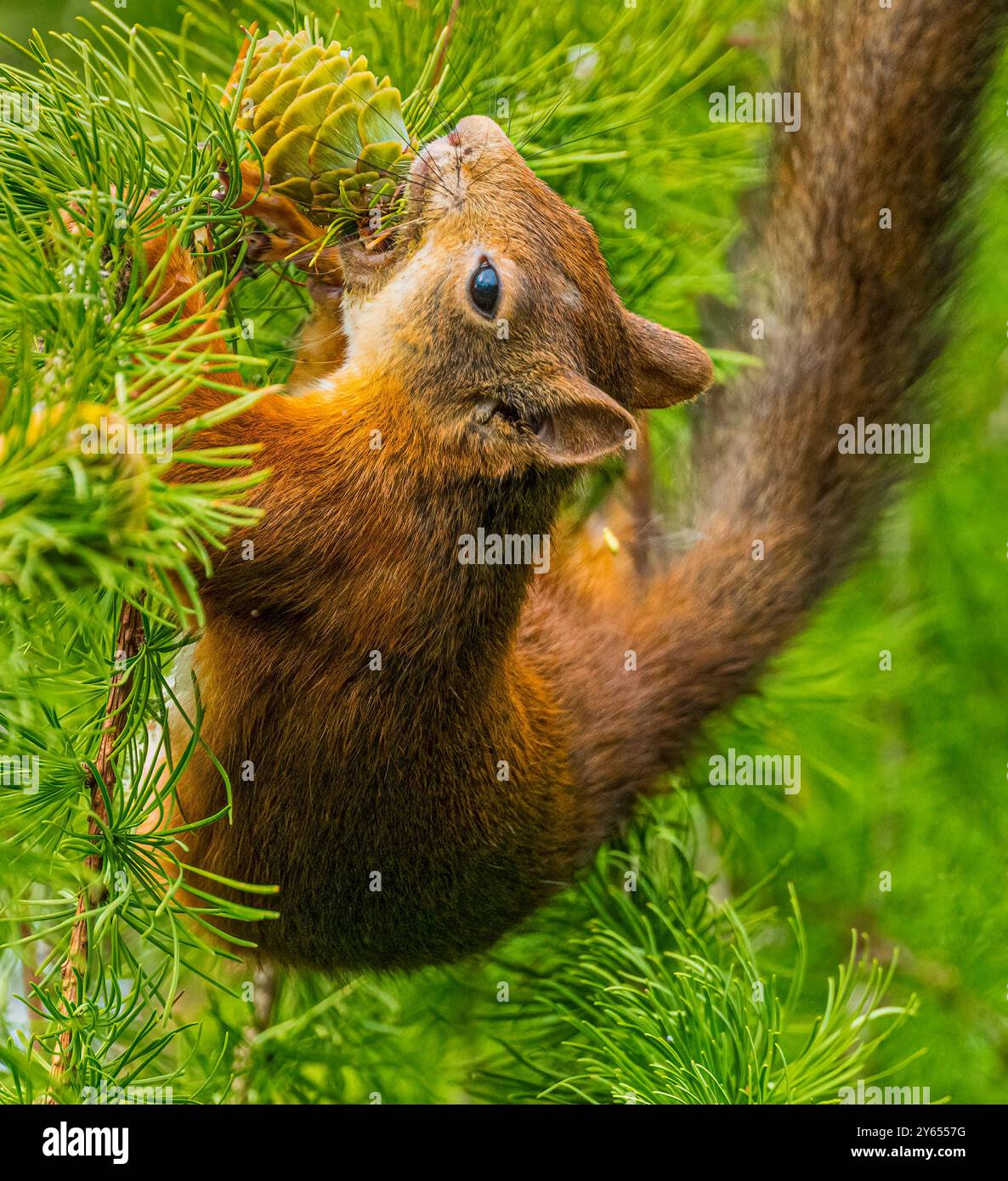 Dyrebilde hi-res stock photography and images - Alamy