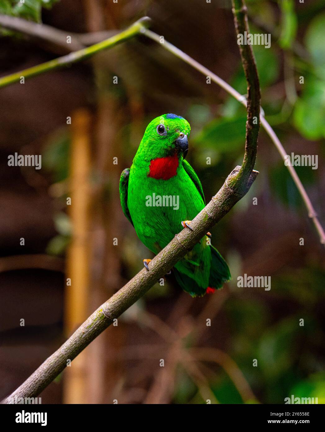 Blue-Crowned Hanging Parrot on Branch Stock Photo - Alamy