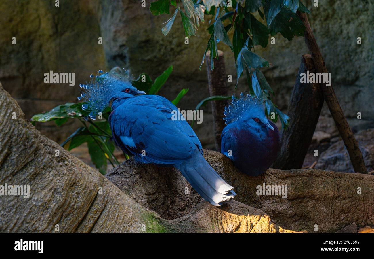 Victoria crowned pigeon called Goura victoria. Living in New Guinea ...