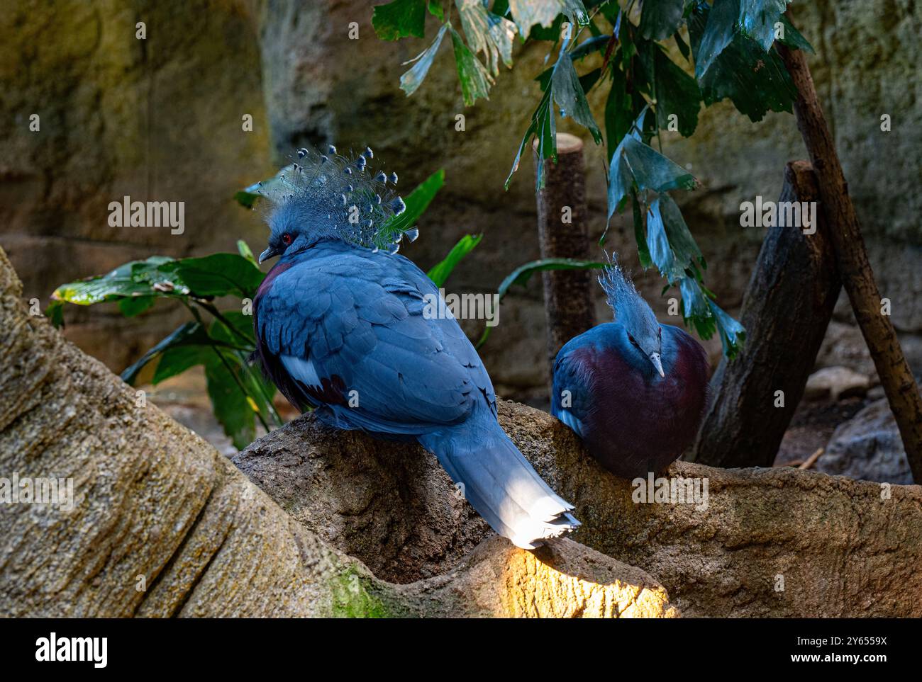 Victoria crowned pigeon called Goura victoria. Living in New Guinea ...