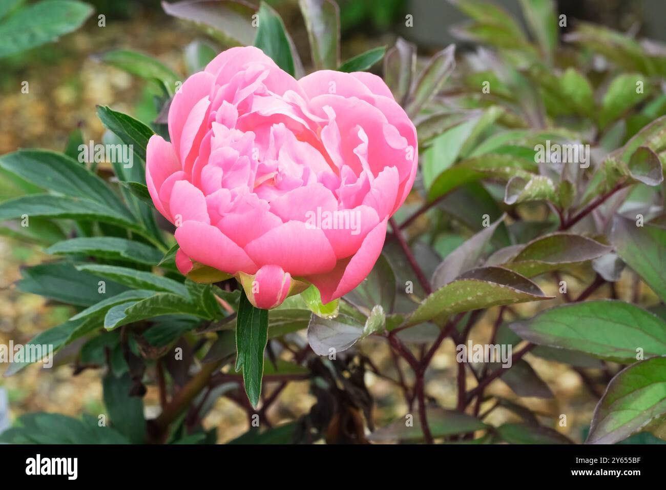 Paeonia president roosevelt hi-res stock photography and images - Alamy