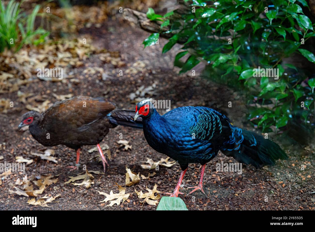 Edwards‘s pheasant (Lophura edwardsi Stock Photo - Alamy