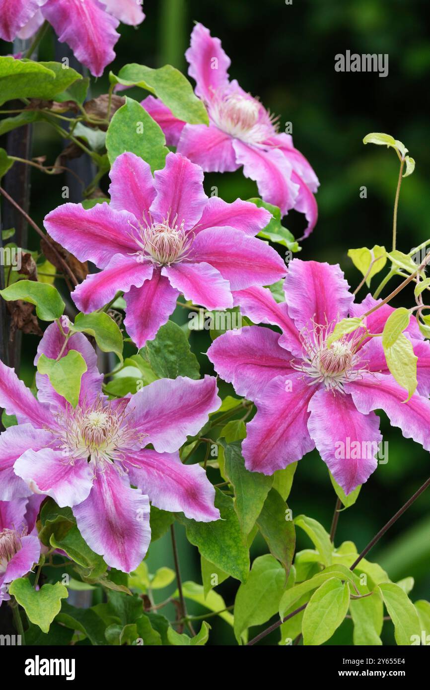 Clematis Doctor Ruppel, early large-flowered clematis, deciduous ...