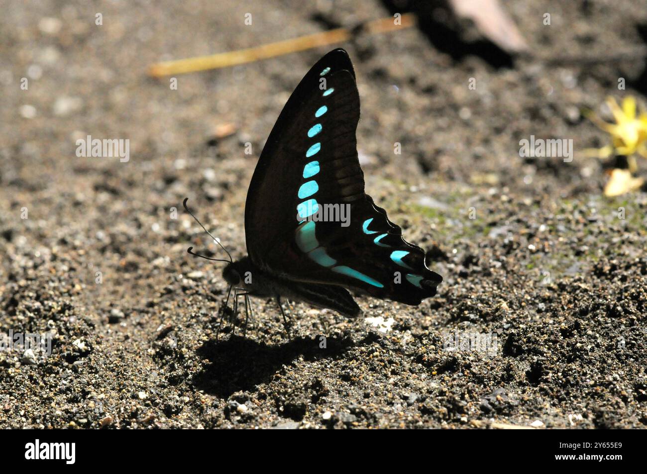 Multiple species of butterflies hi-res stock photography and images - Alamy