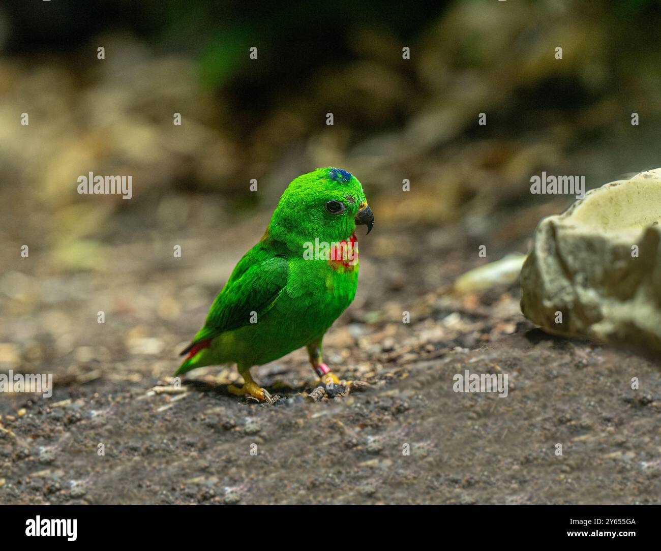 Blue-Crowned Hanging Parrot on Branch Stock Photo - Alamy