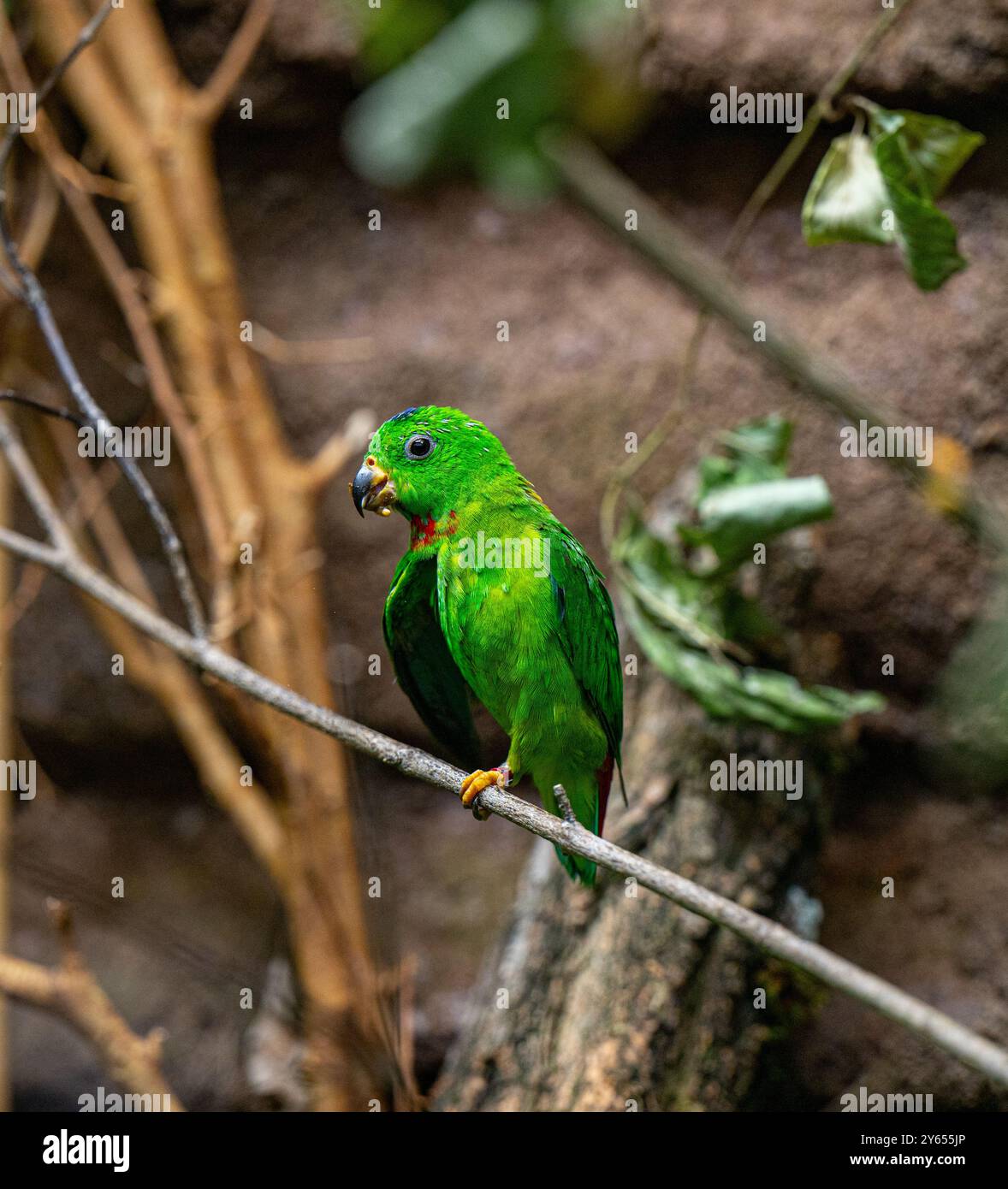 Blue-Crowned Hanging Parrot on Branch Stock Photo - Alamy