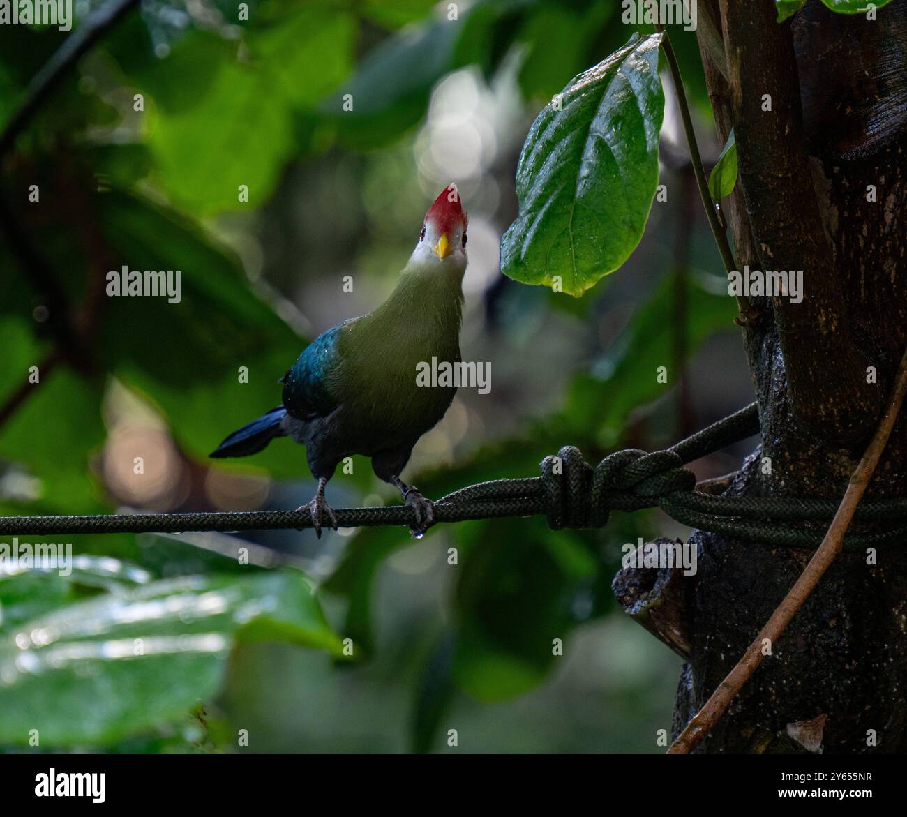 Red-crested turaco (Tauraco erythrolophus Stock Photo - Alamy
