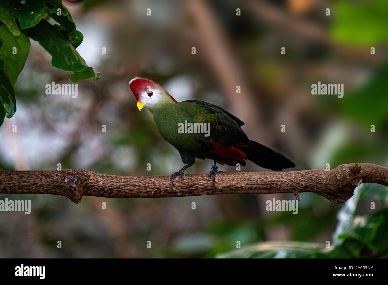 Red-crested turaco (Tauraco erythrolophus Stock Photo - Alamy