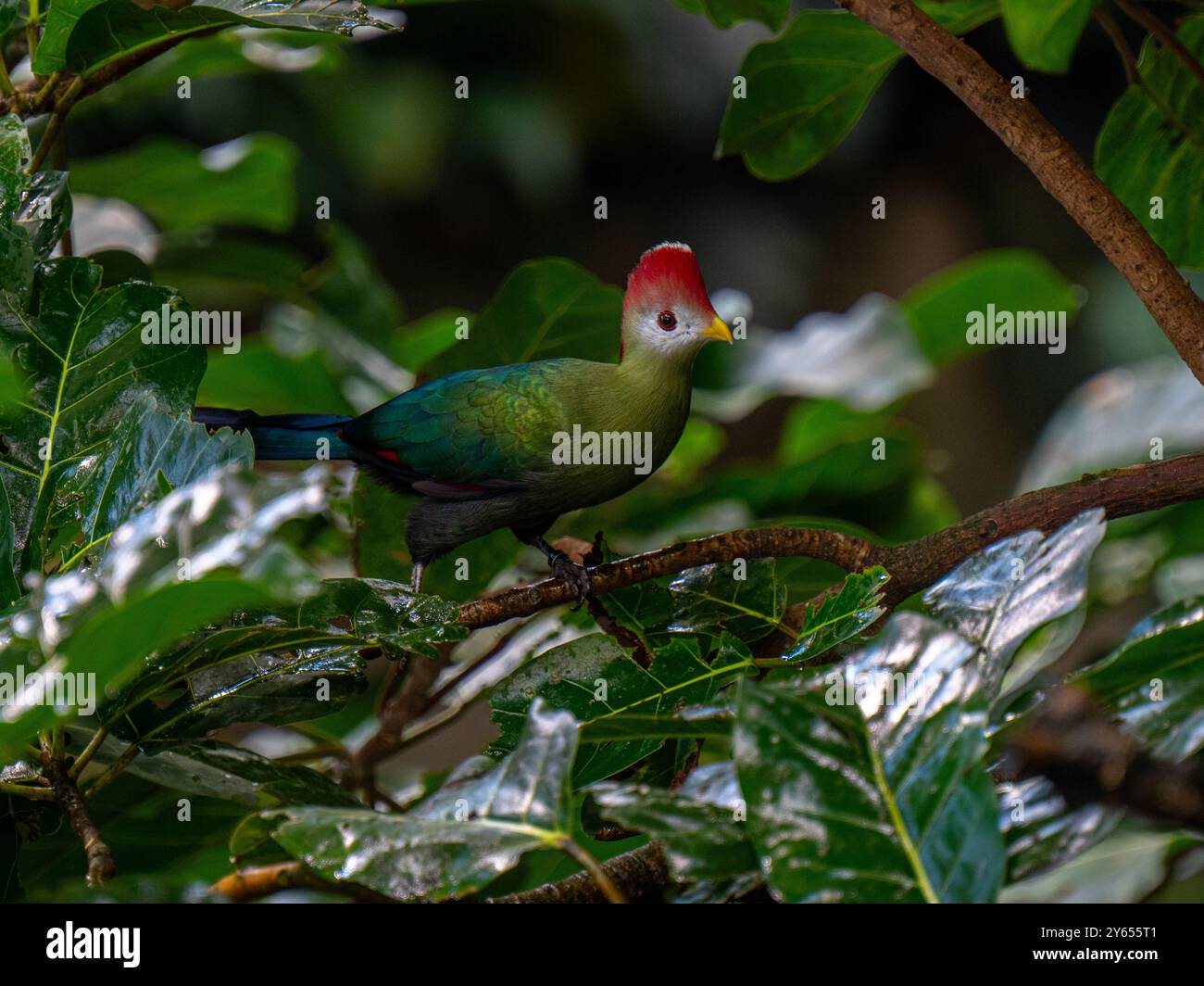Red crested turacos hi-res stock photography and images - Alamy